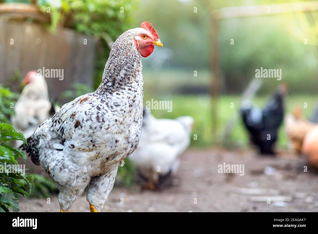 Closeup of domestic chicken feeding on traditional rural barnyard. Hens ...