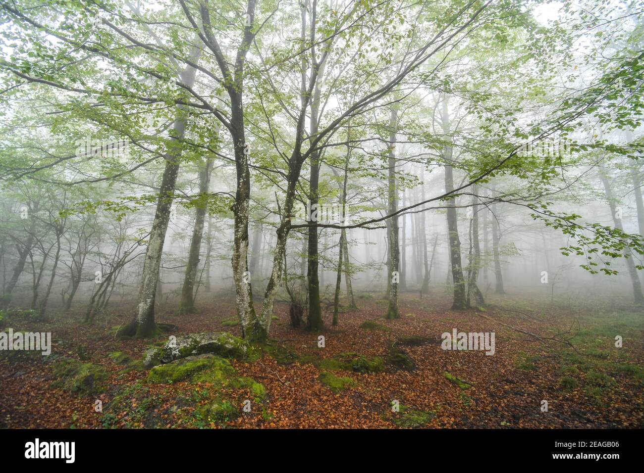 Mist rain forest hi-res stock photography and images - Alamy