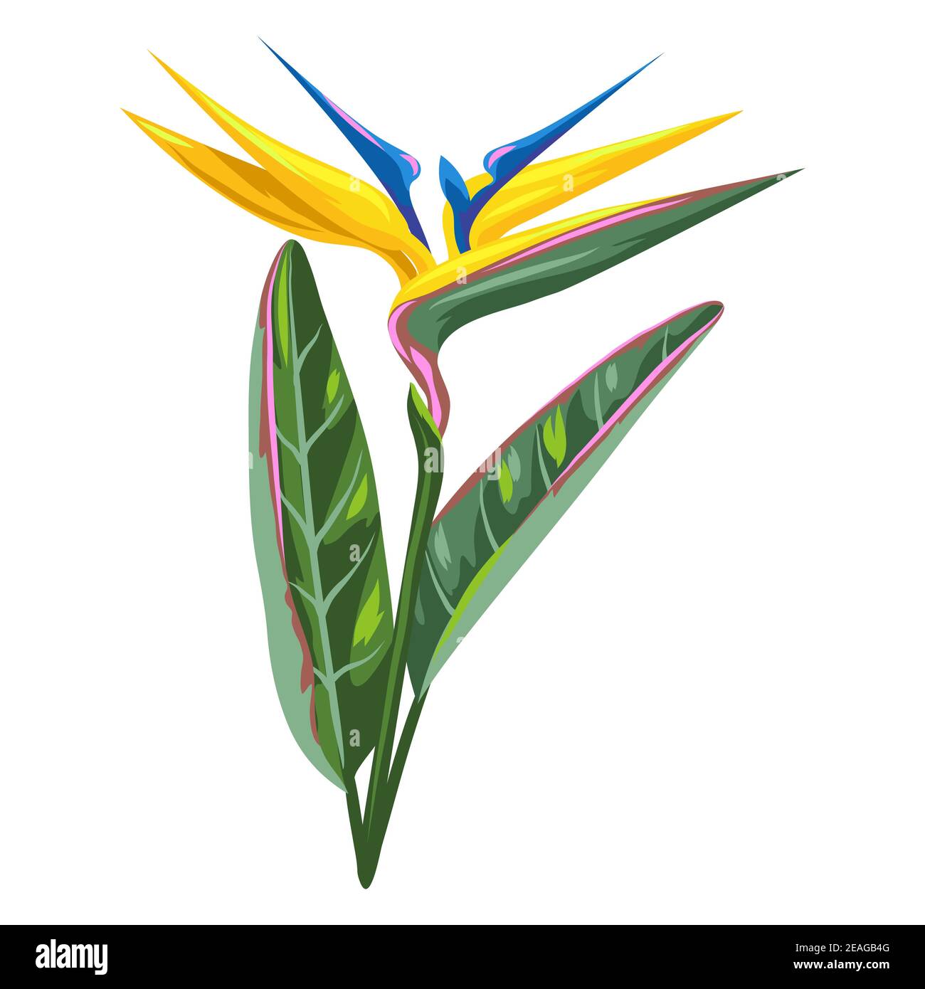 Strelitzia flower nature flora Stock Vector Images - Alamy