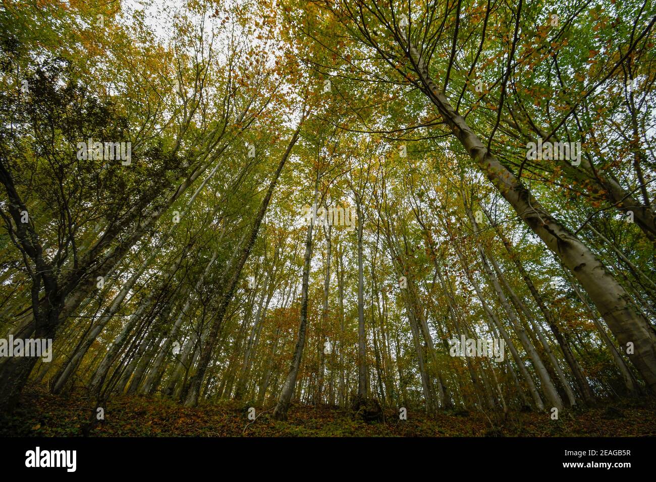 Beech forest from the ground Stock Photo - Alamy