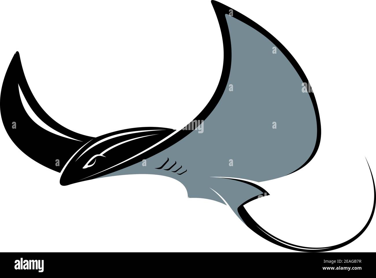 Swimming manta ray with its wing-like pectoral fins in a floating ...