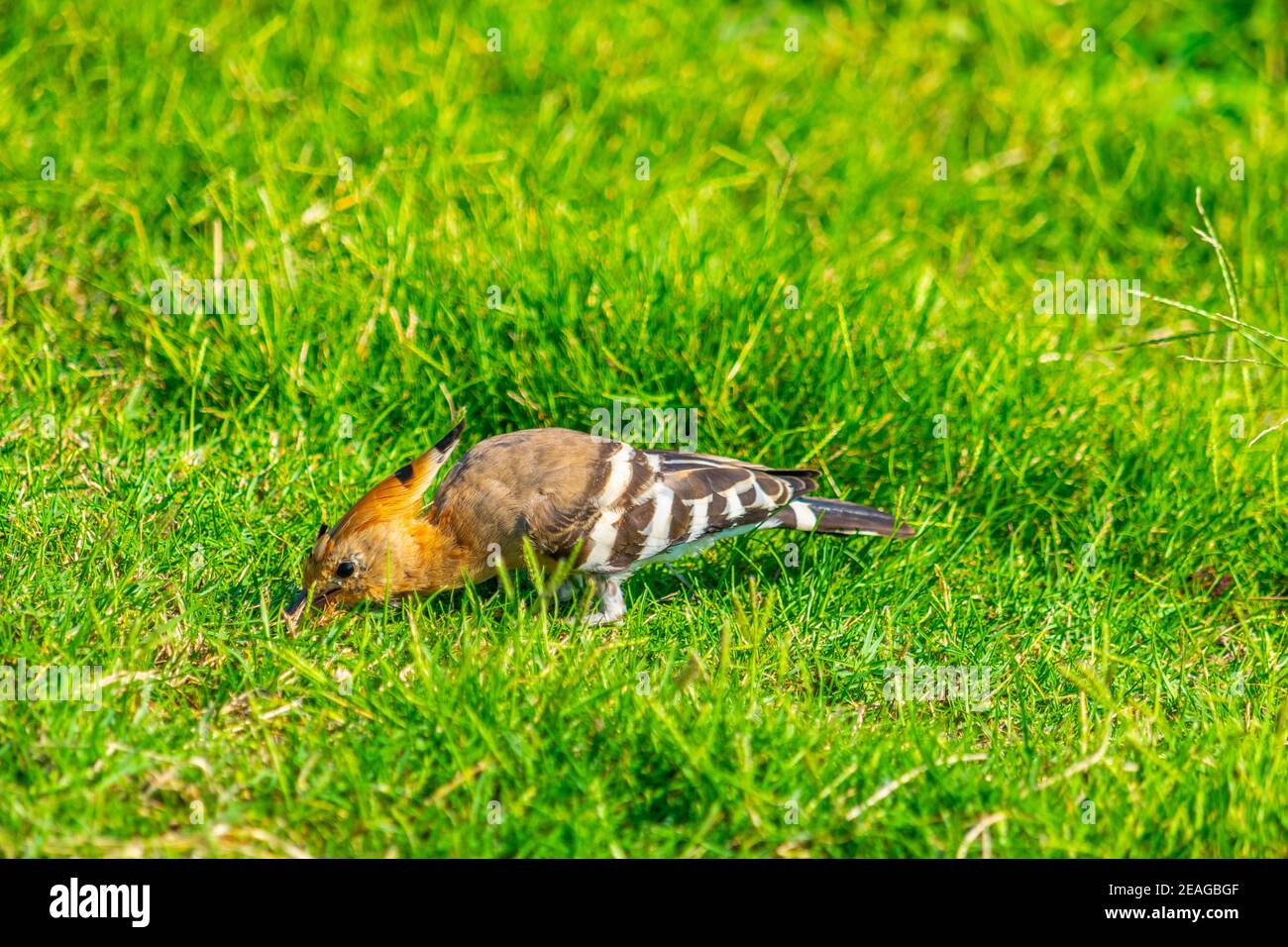 Hoopoe, a national bird of Israel, in Tel Aviv Stock Photo - Alamy