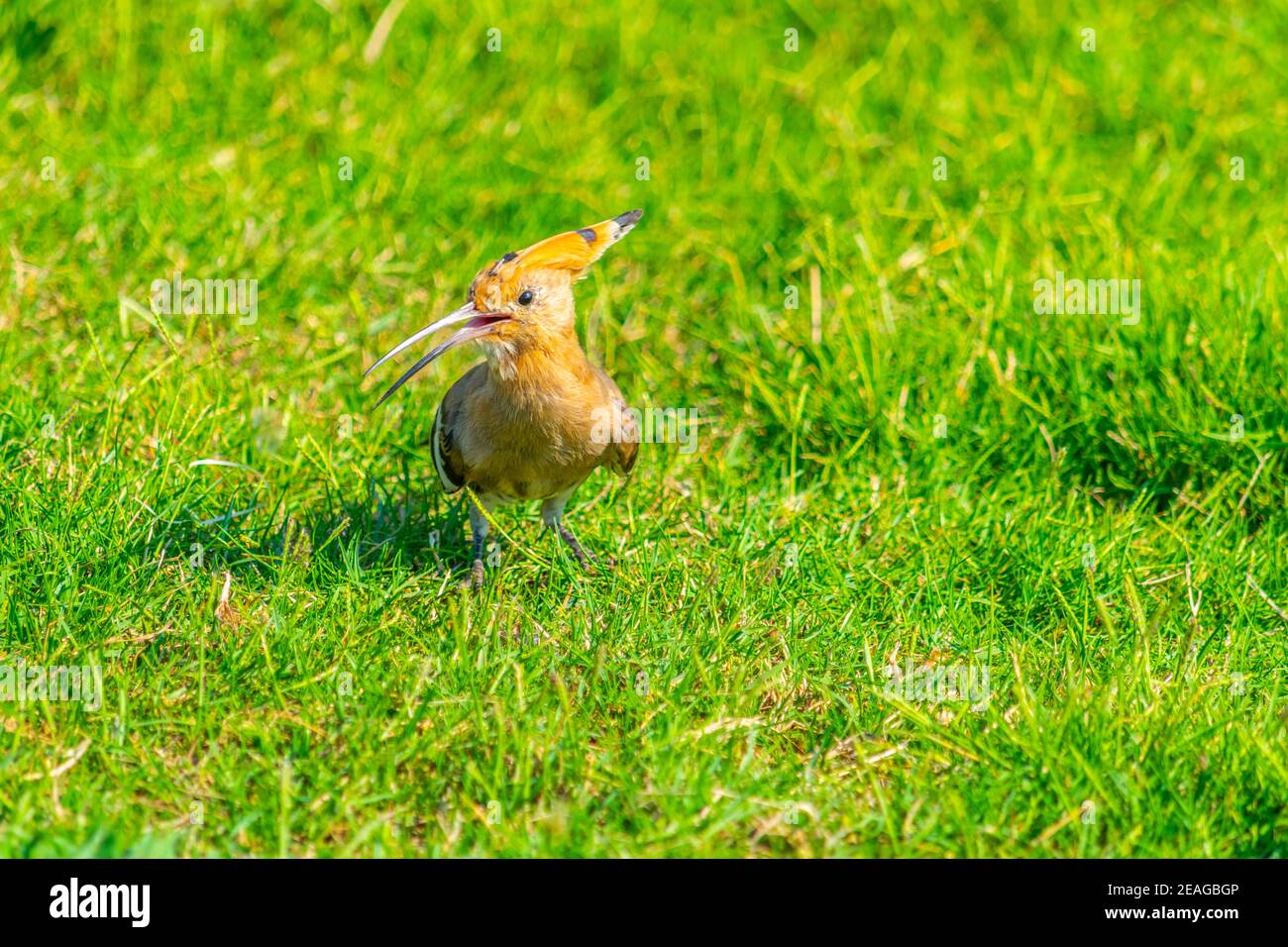 Hoopoe, a national bird of Israel, in Tel Aviv Stock Photo - Alamy