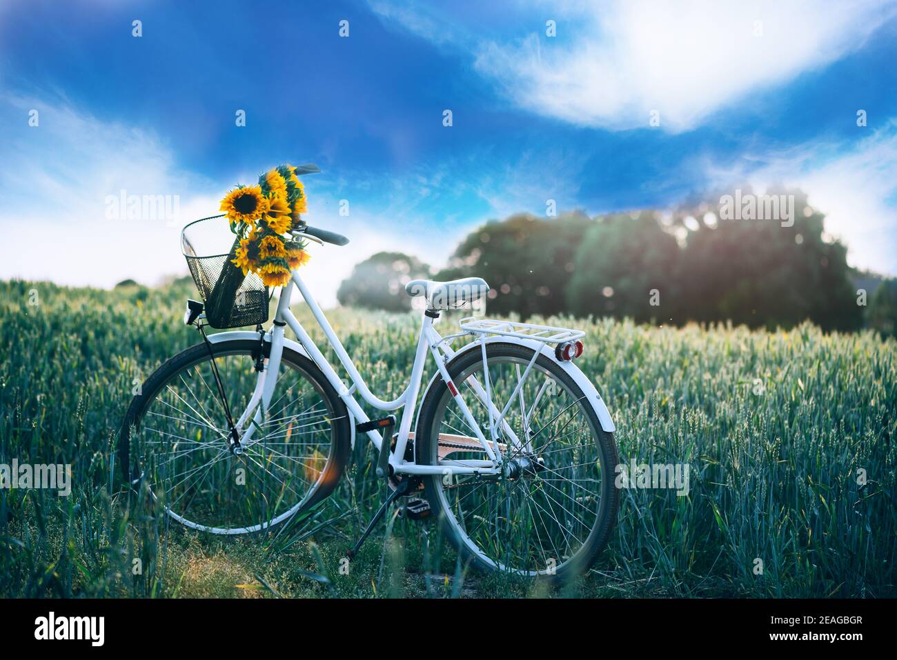 Vintage bicycle with sunflowers Stock Photo - Alamy