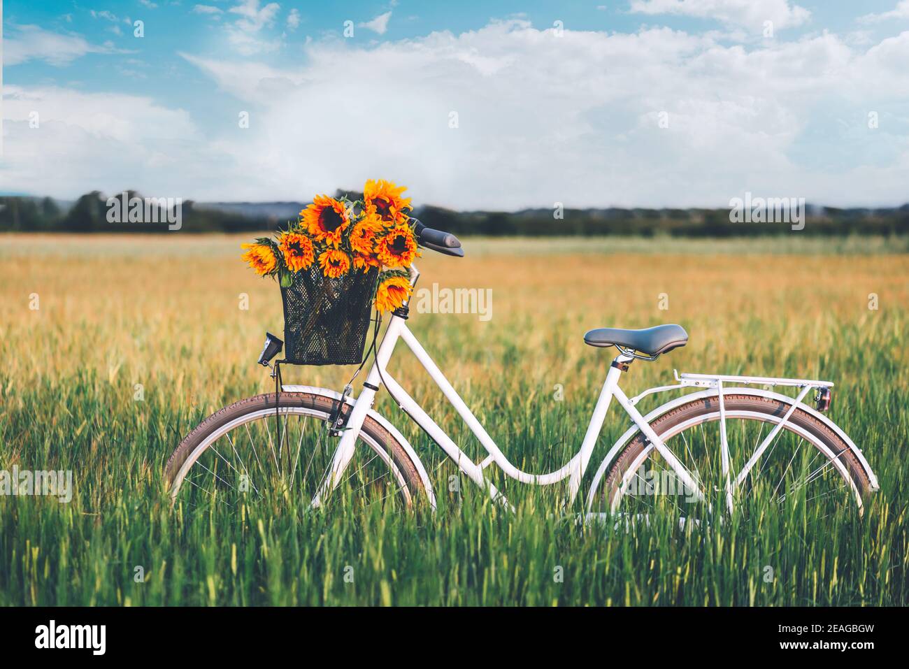 Vintage bicycle with sunflowers Stock Photo - Alamy