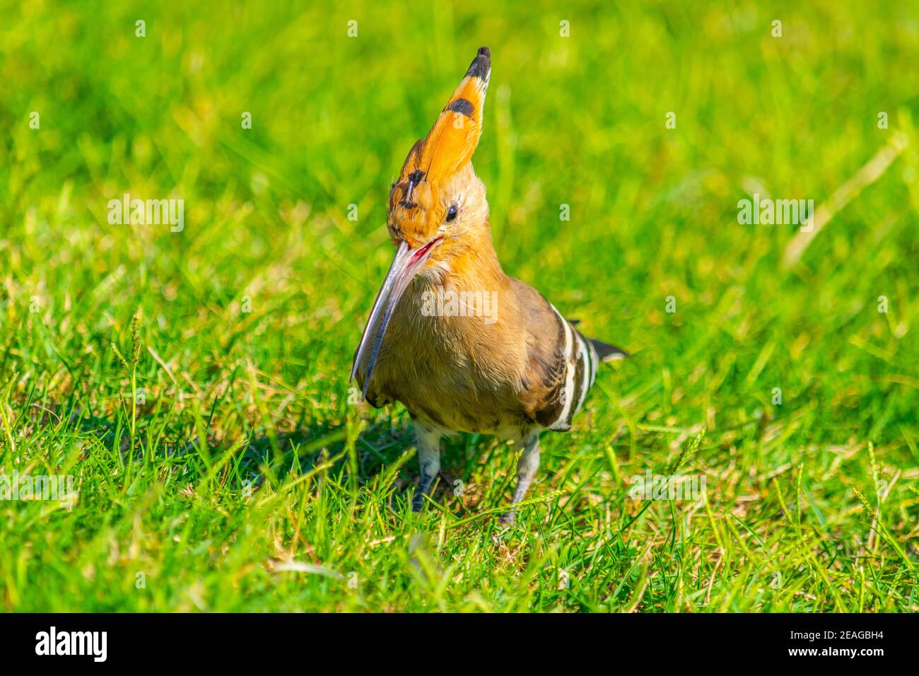 Hoopoe, a national bird of Israel, in Tel Aviv Stock Photo - Alamy