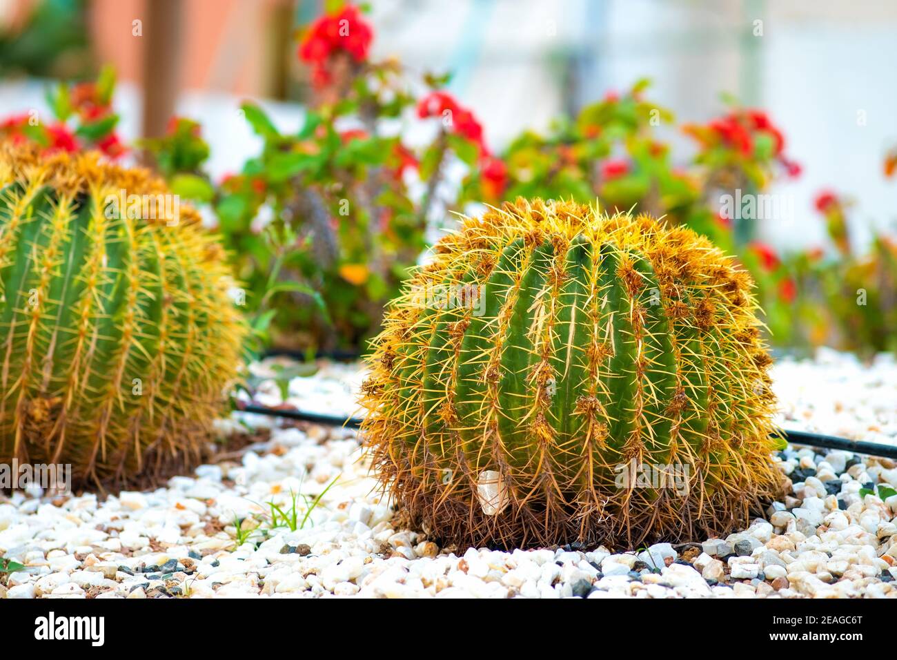 Green round tropical cactus plants with sharp spines growing on a ...