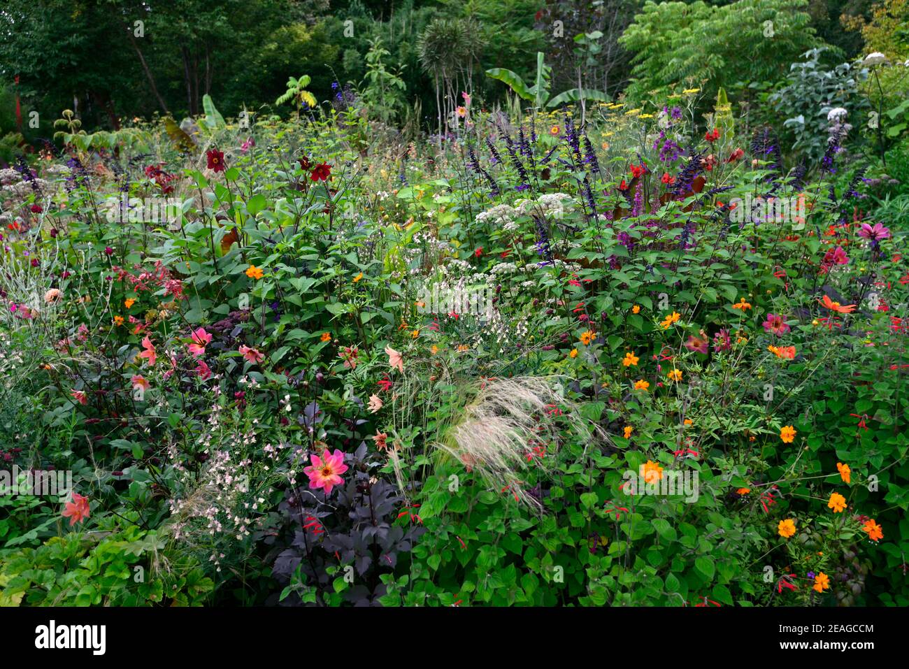 linaria peachy,salvia fulgens,salvia amistad,lilium red velvet,,dahlias ...