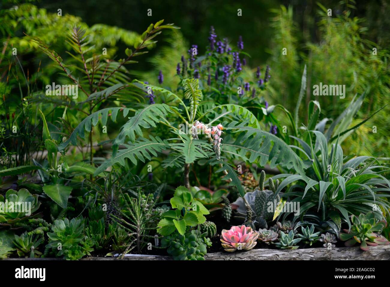 mixed succulents and cacti,succulent garden,cactus garden,mixed ...