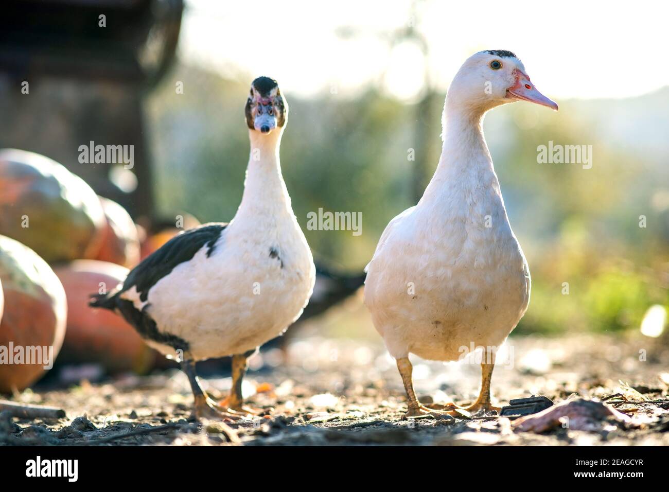 Ducks feed on traditional rural barnyard. Detail of a duck head. Close ...