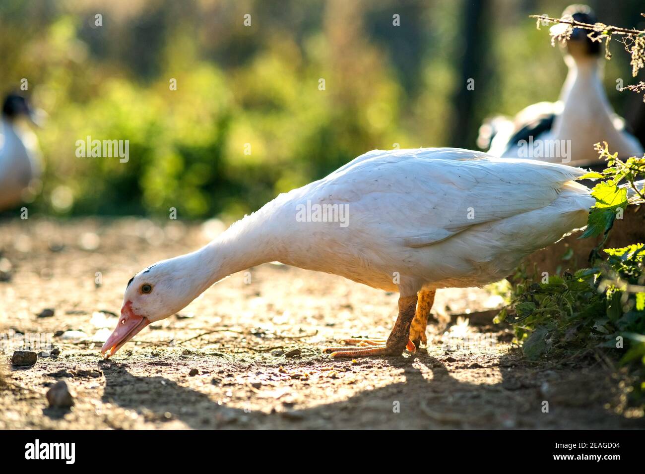 Ducks feed on traditional rural barnyard. Detail of a duck head. Close ...