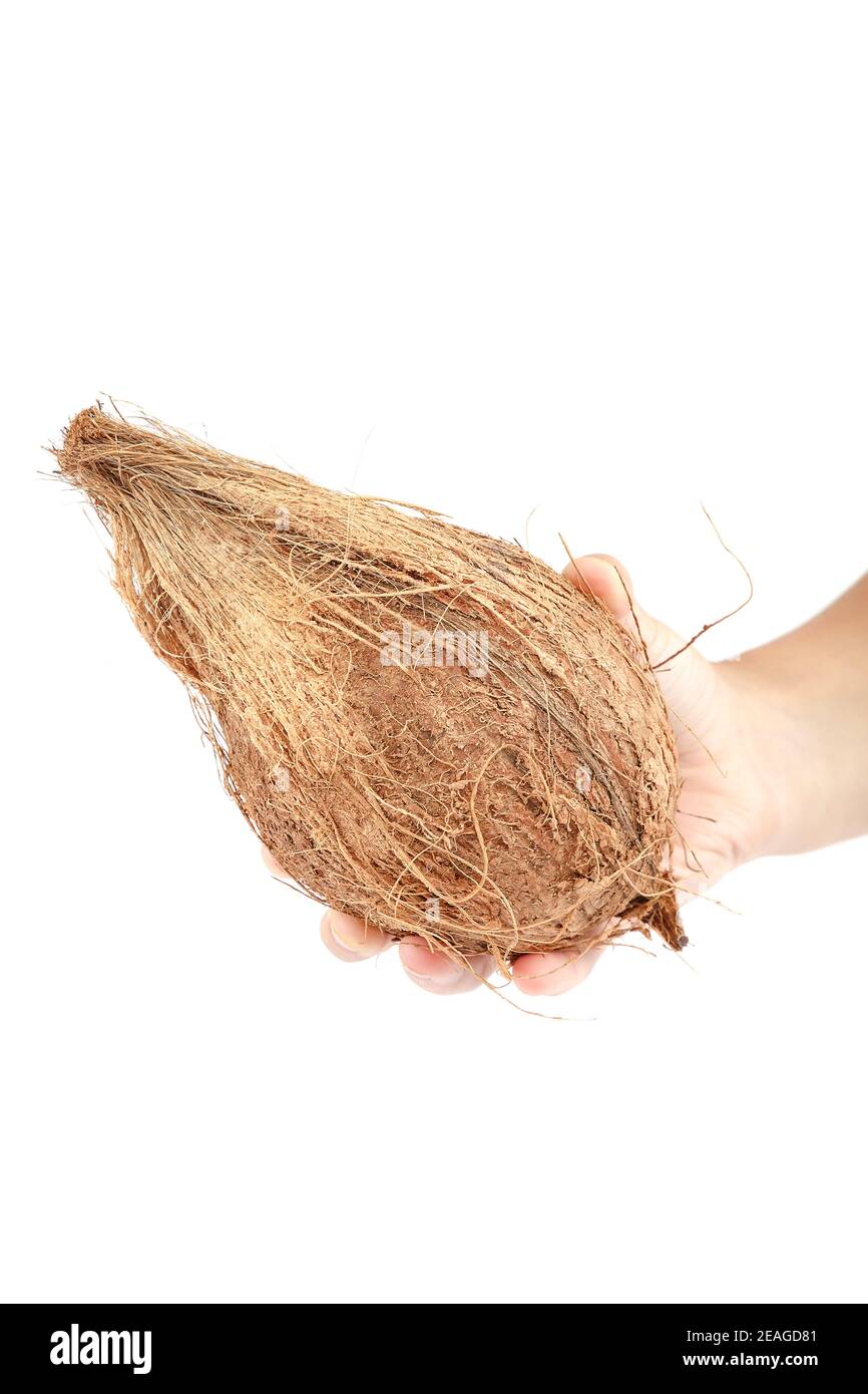 Coconut in hand isolated on white background Stock Photo - Alamy