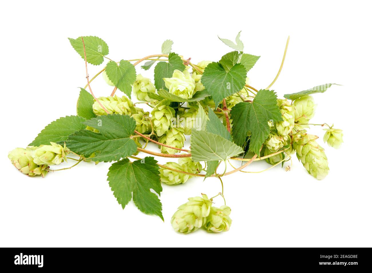 Branch with hops close-up isolated on white background Stock Photo - Alamy