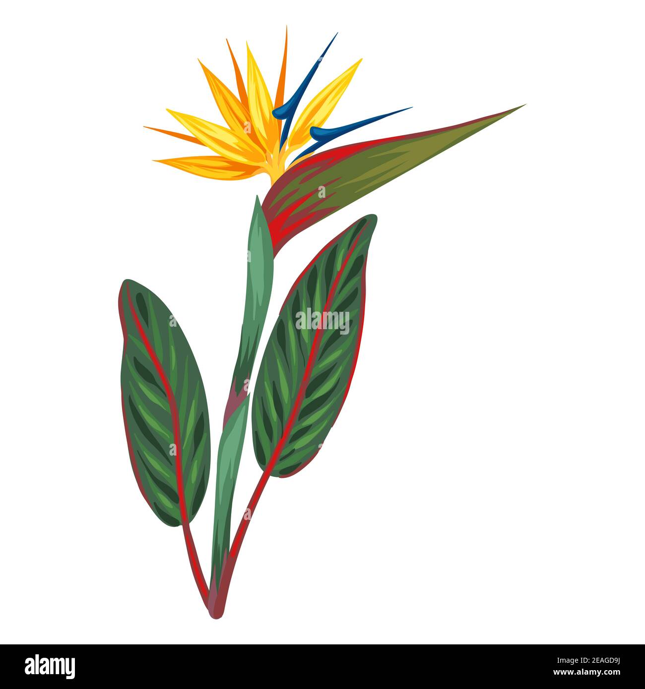 Bird paradise flower plant strelitzia Stock Vector Images - Alamy