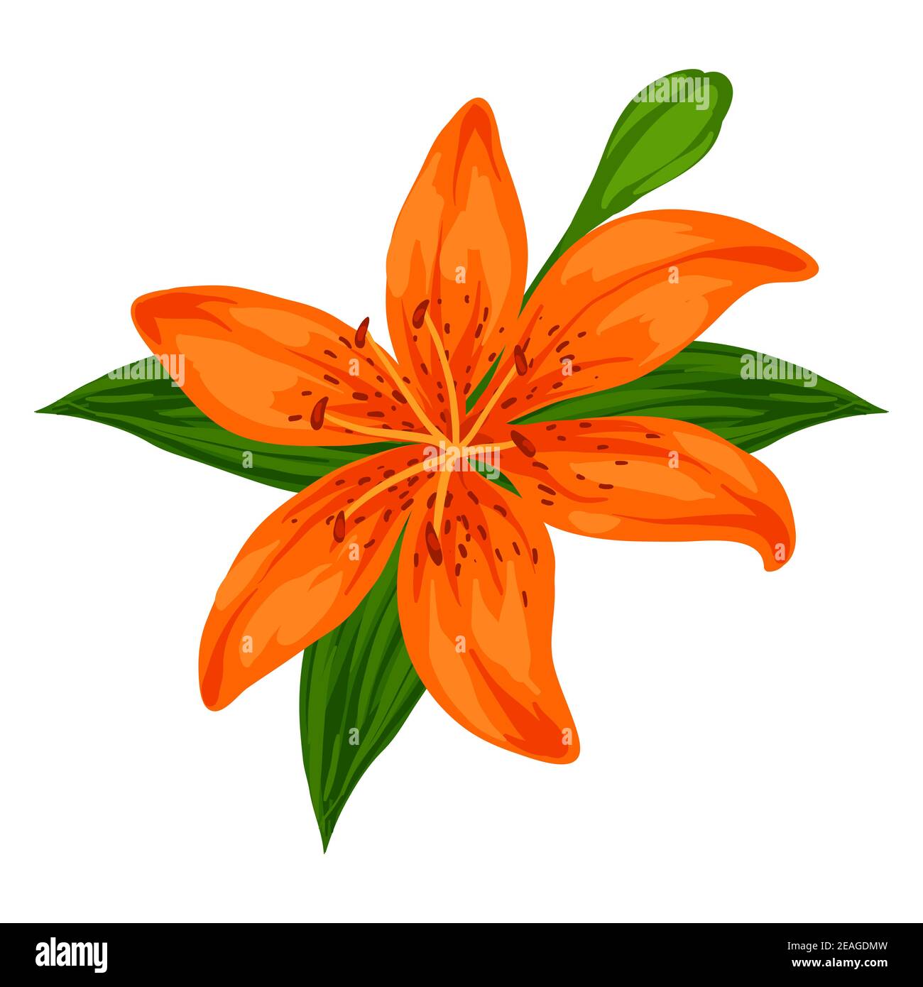 Lily flower Stock Vector Images - Alamy