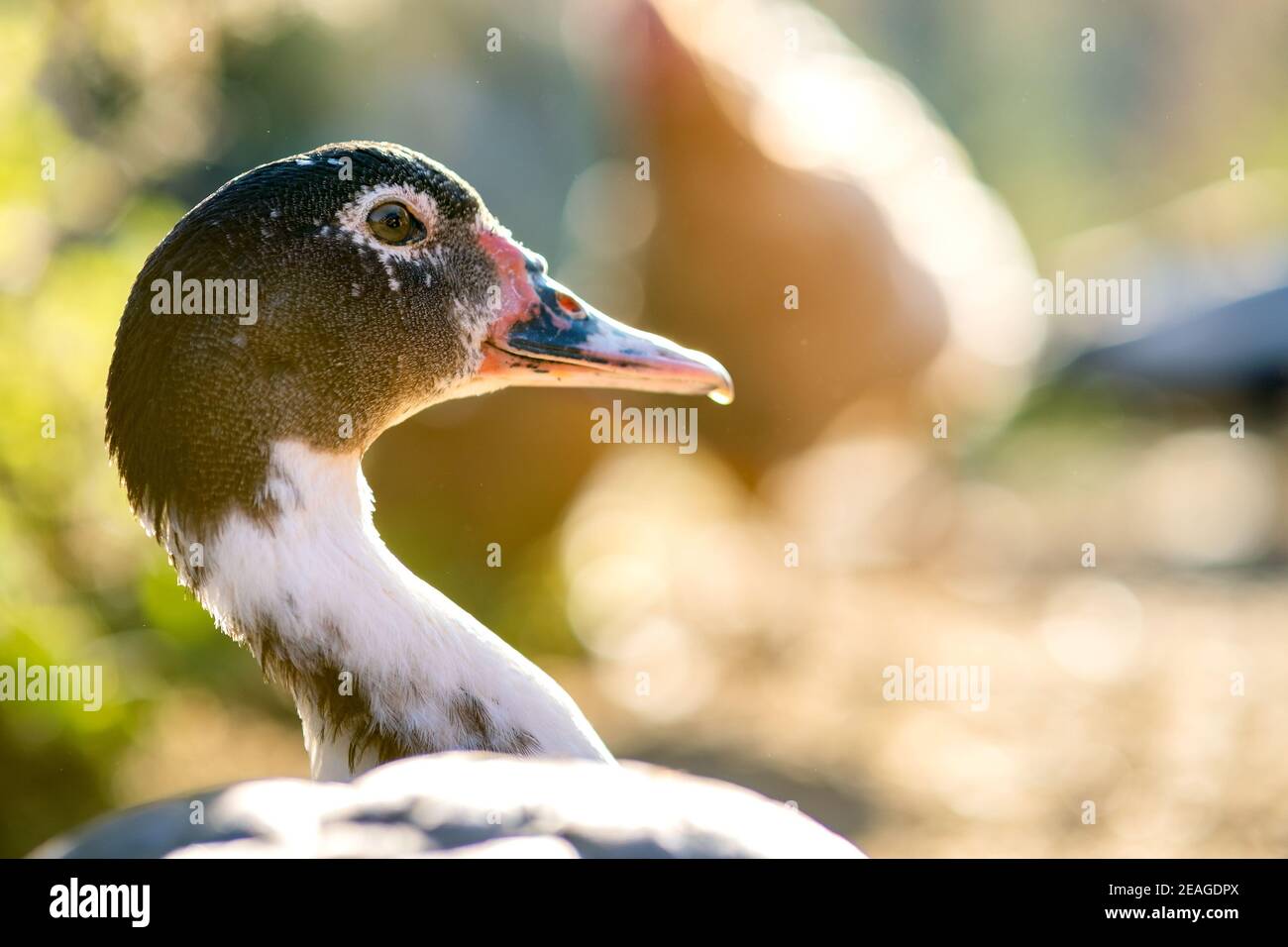 Detail of a duck head. Ducks feed on traditional rural barnyard. Close ...