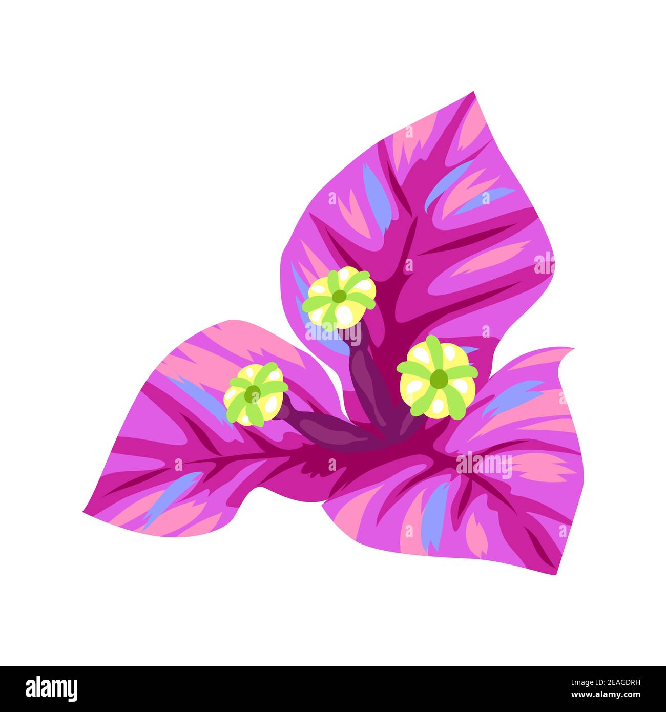 Illustration of tropical bougainvillea flower Stock Vector Image & Art ...