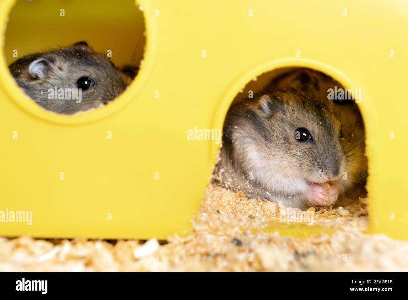 Small gray jungar hamster rats in yellow home cage Stock Photo - Alamy