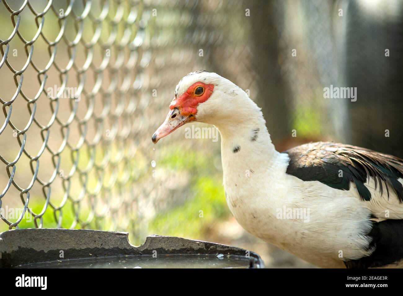 Duck feed on traditional rural barnyard. Detail of a waterbird drinking ...