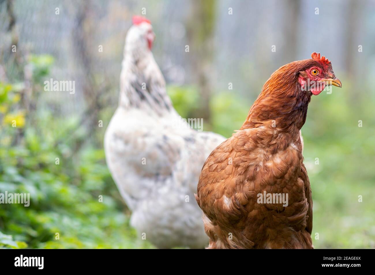 Chicken feeding on traditional rural barnyard. Hens on barn yard in eco ...