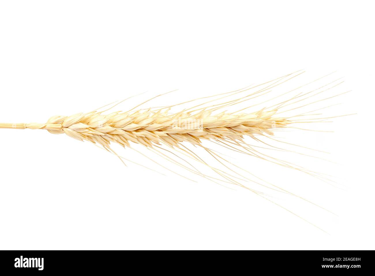 Wheat ear isolated on white background Stock Photo - Alamy