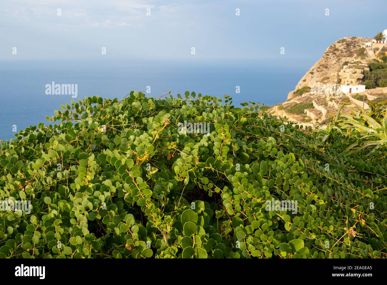 Bush capers growing in the garden on the Greek island of Folegandros ...