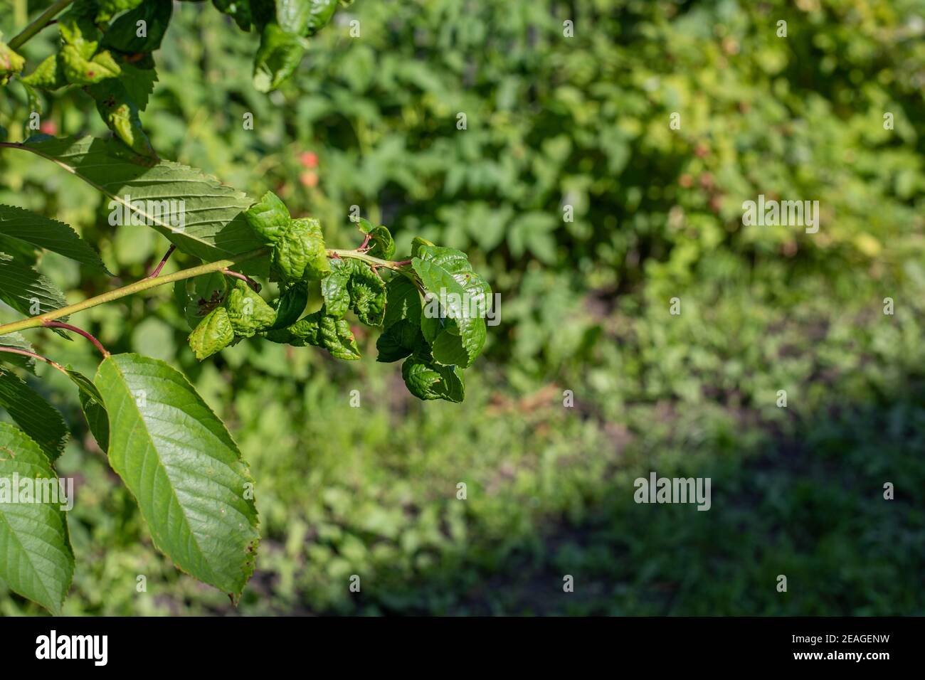 Orchard pest, aphids on cherry tree leaves, diseased cherry branch ...