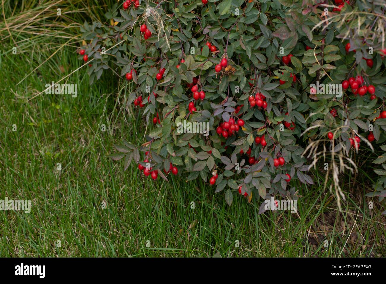 Rose Hip Bush High Resolution Stock Photography and Images - Alamy