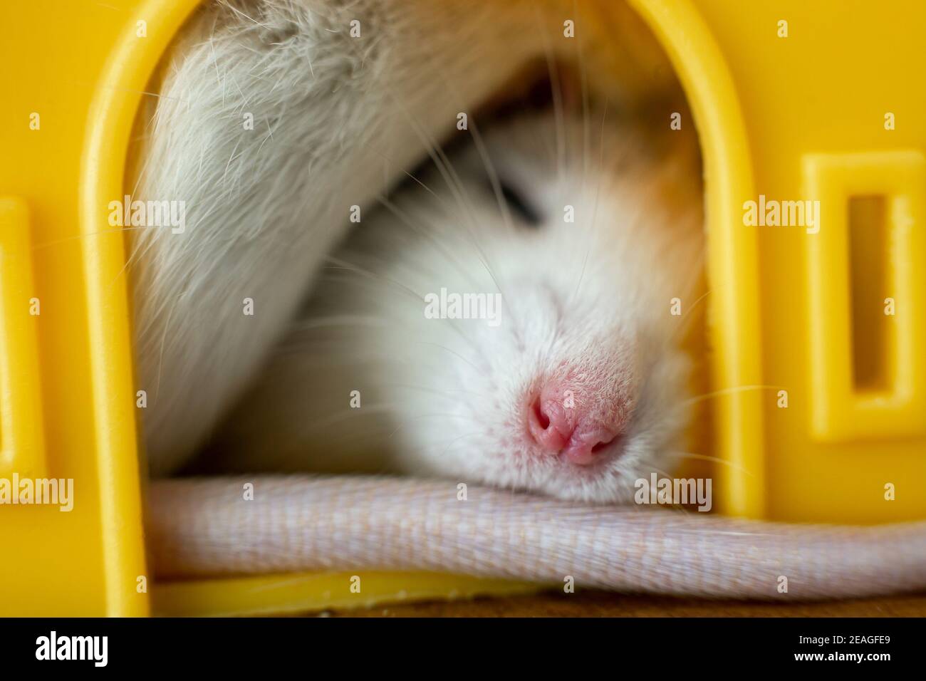 Closeup of funny white domestic rat with long whiskers sleeping in ...