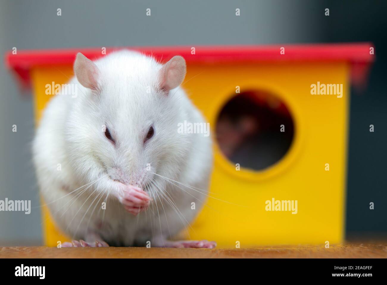 Yellow lab mouse hi-res stock photography and images - Alamy
