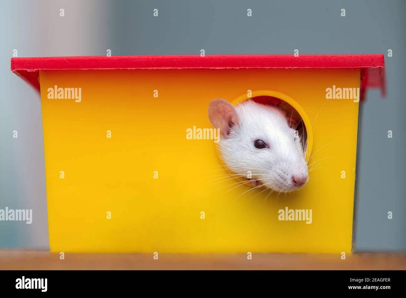 White funny domestic pet rat near yellow plastic toy house Stock Photo ...