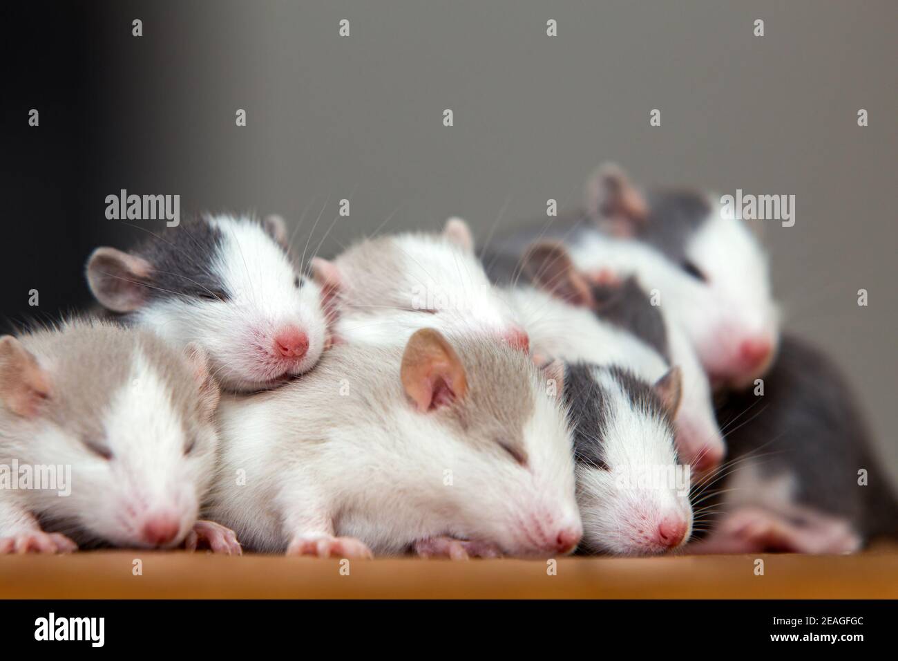Lab rats cage hi-res stock photography and images - Alamy