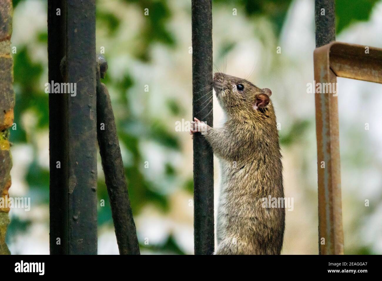 Rattus rattus city hi-res stock photography and images - Alamy