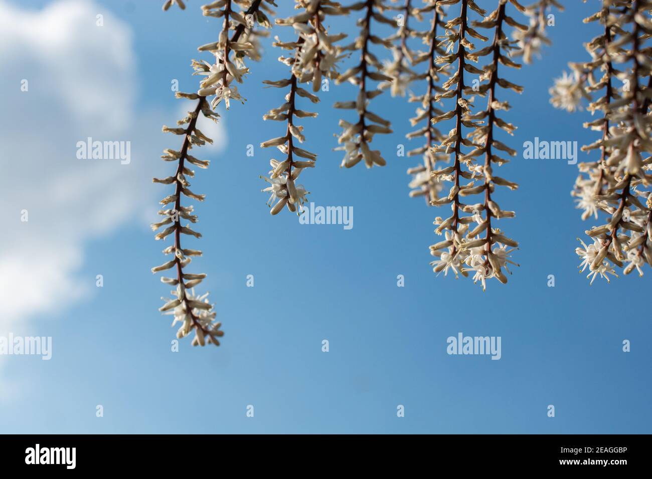 Blooming beautiful colorful natural flowers as floral background Stock ...