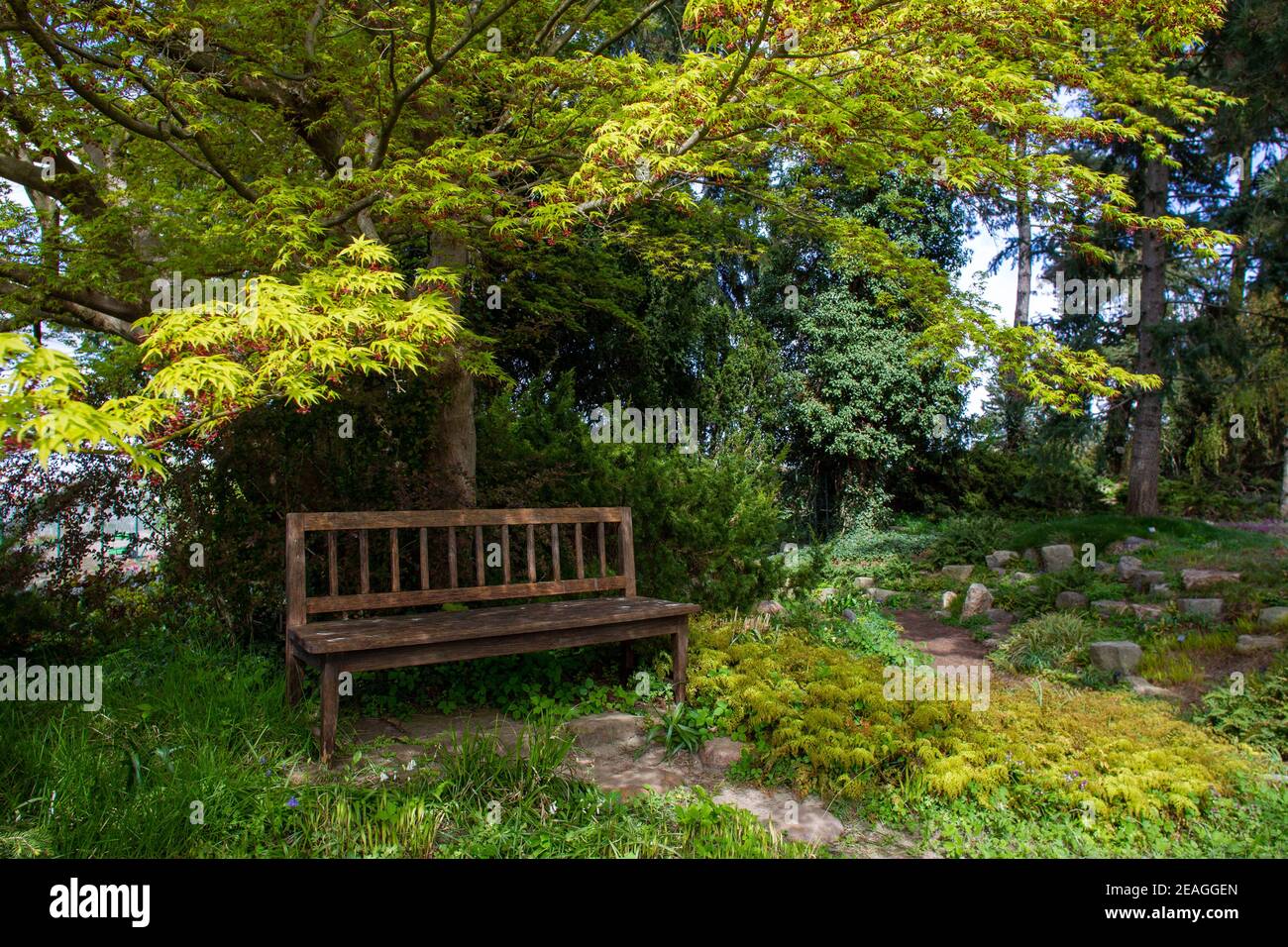 Wooden bench and garden (Acer palmatum tree) next to Karl Foerster ...