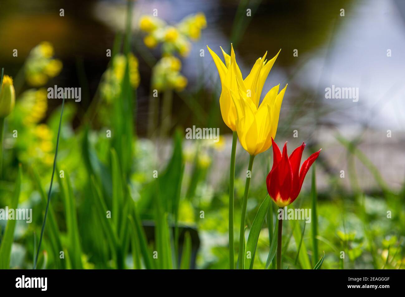 Yellow tupils hi-res stock photography and images - Alamy