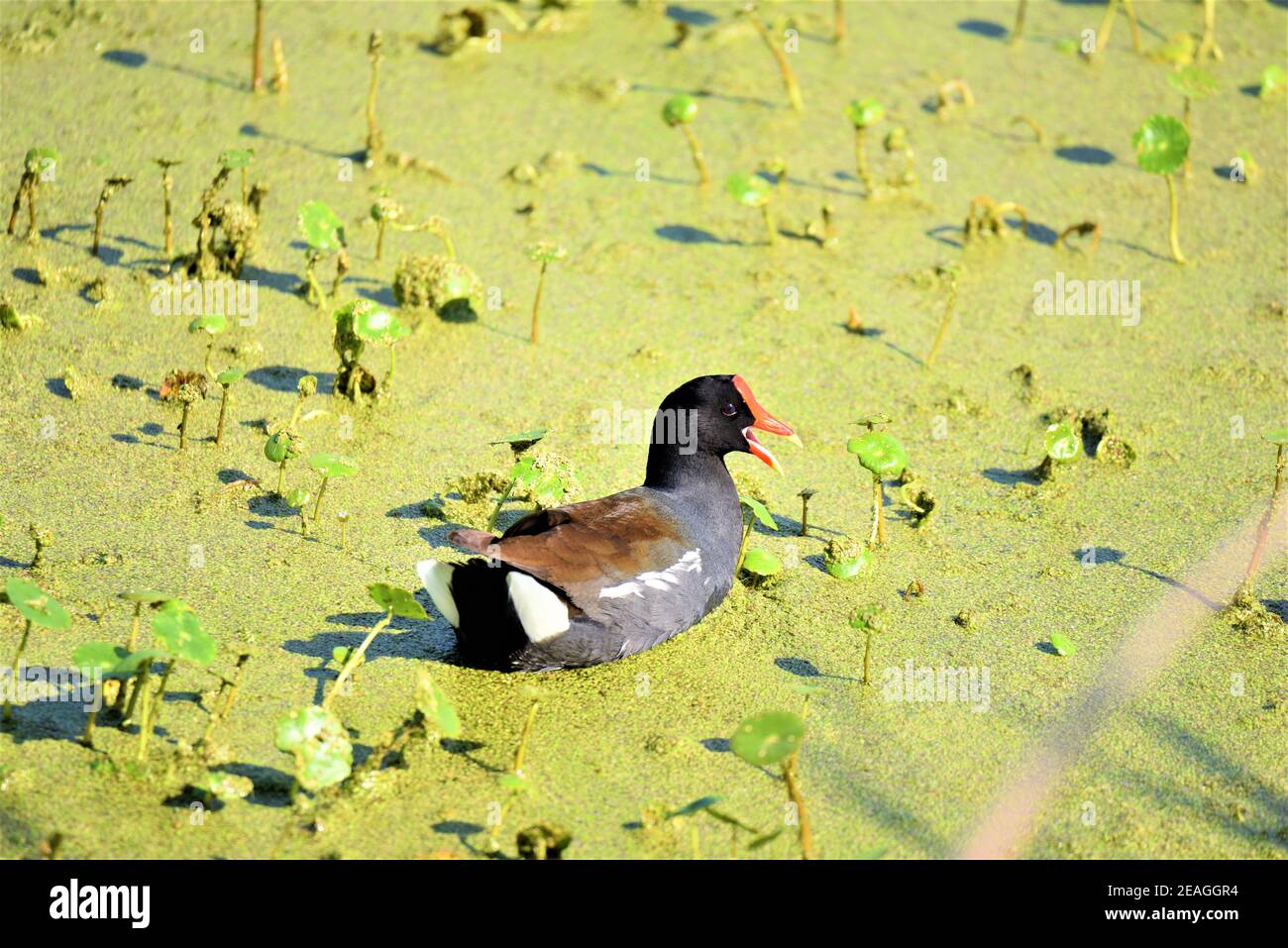Mad duck hi-res stock photography and images - Alamy