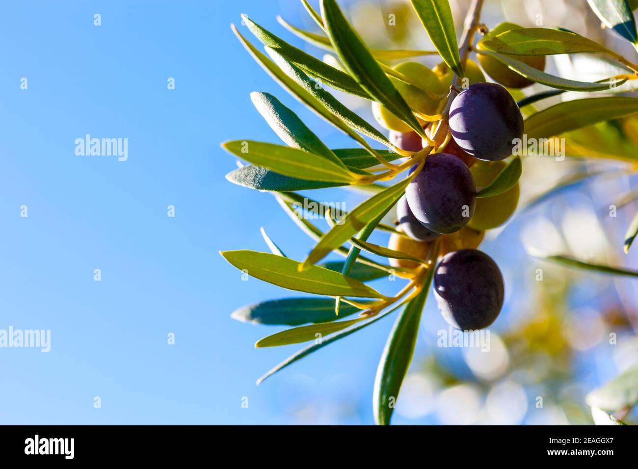 Branch of olive tree with fruits and leaves Stock Photo - Alamy