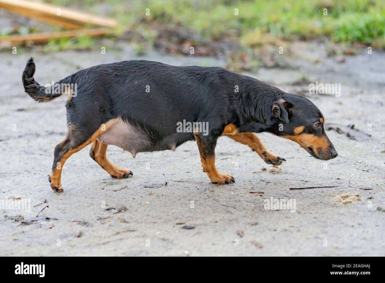 A fat pregnant Jack russel terrier. The dog is walking outside in the ...