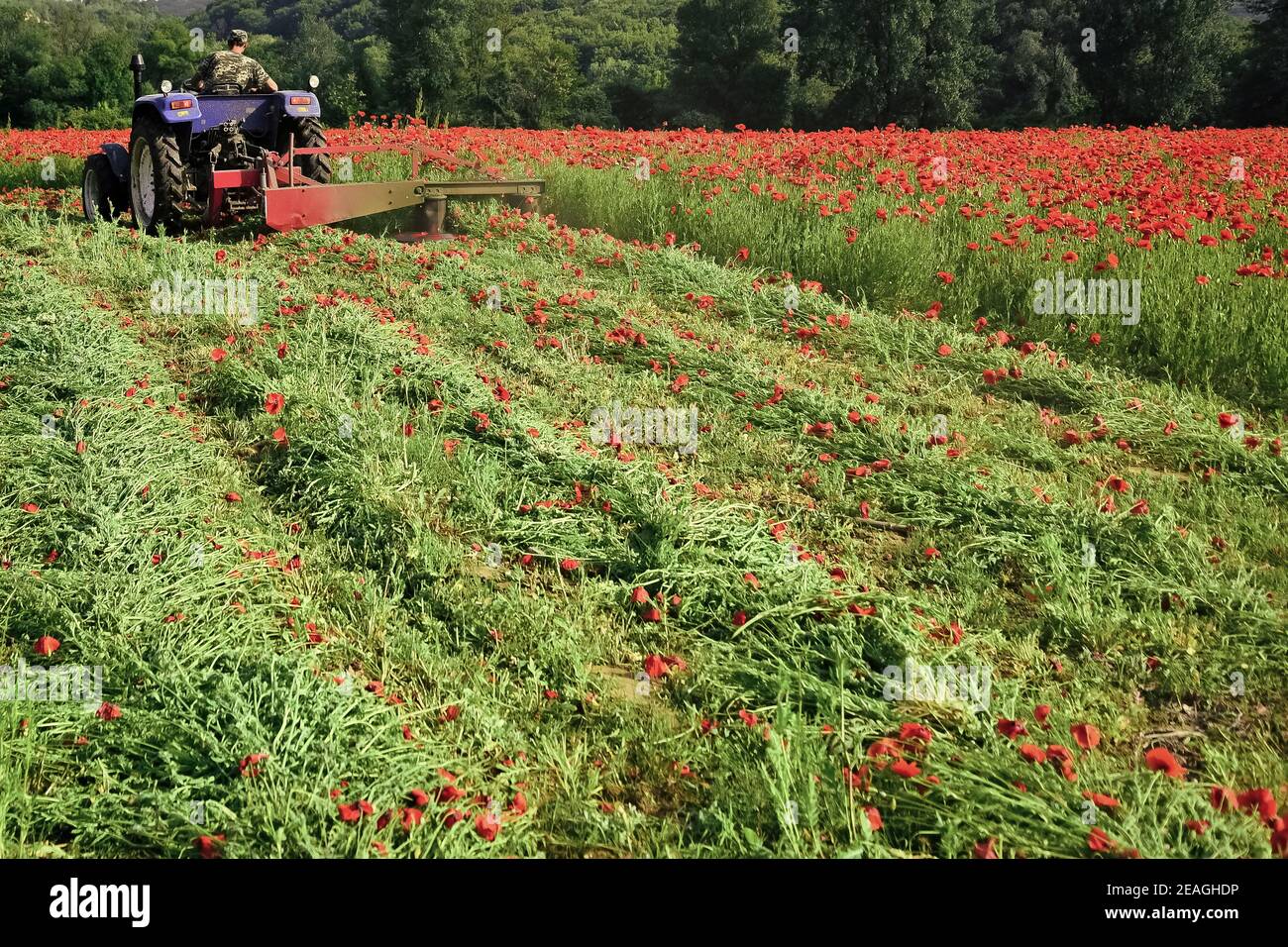 Tractor, poppy flower. Narcotics and drug. Farming, agriculture, summer ...