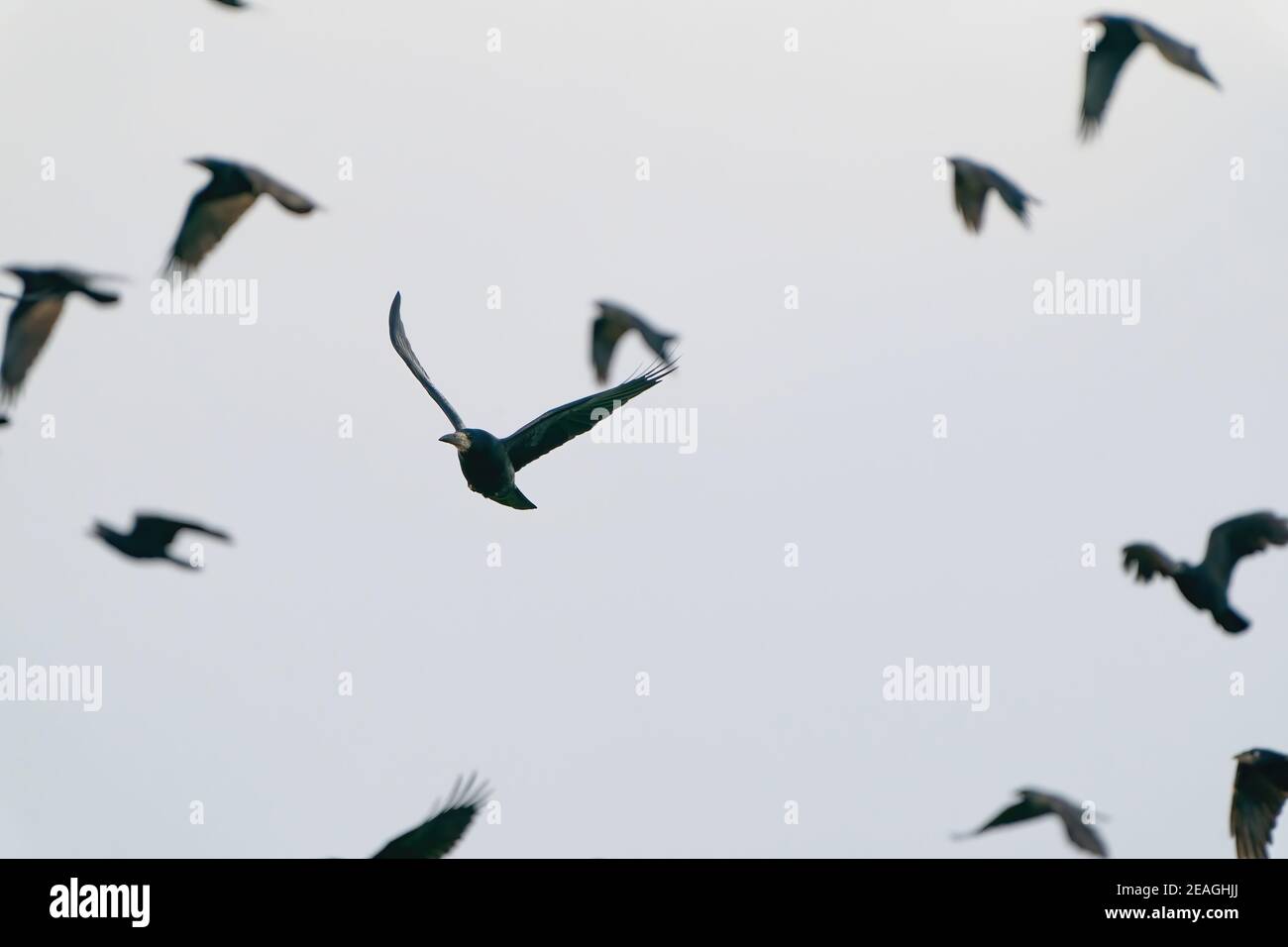A flock of crows fly in a dramatic blue sky Stock Photo - Alamy