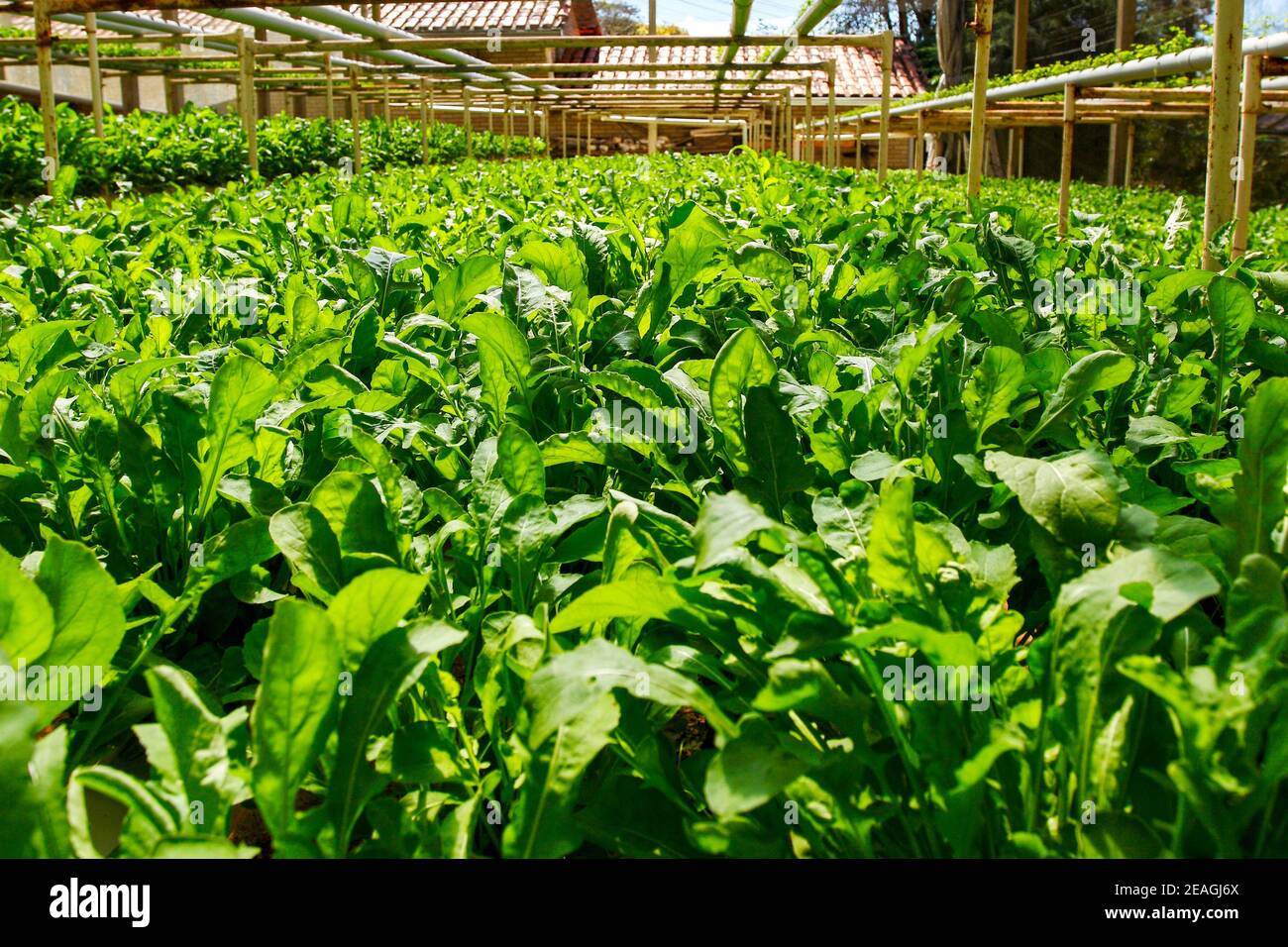 Hydroponics plantation farm, arugula Stock Photo - Alamy