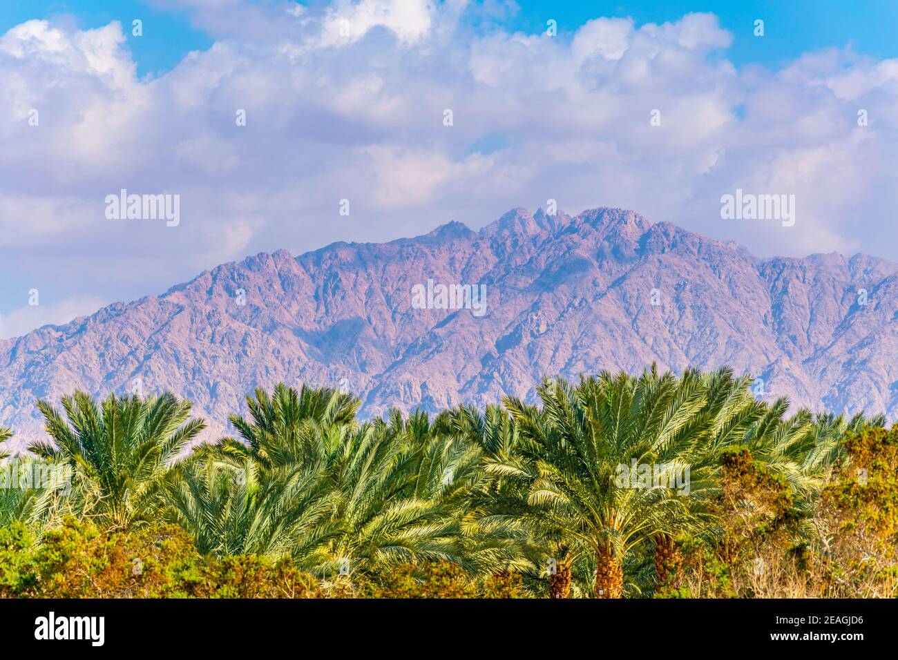 Palm forest on border between israel and jordan near eilat Stock Photo ...