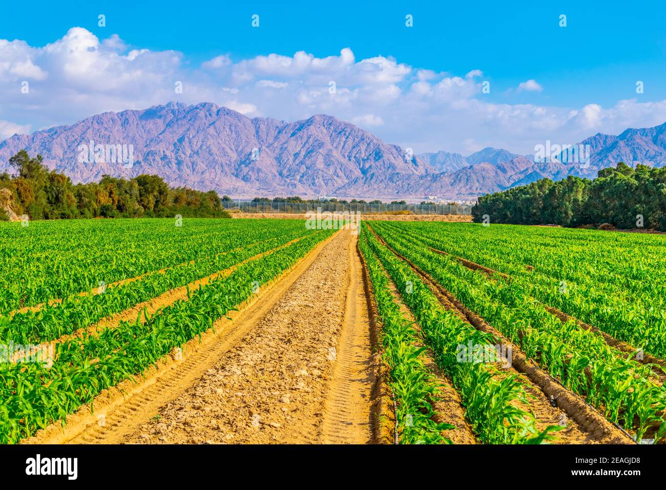 Green fields of onions and other vegetables in Eilat, israel Stock ...