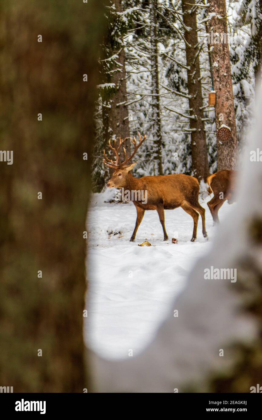 Deer in the winter forest Stock Photo - Alamy