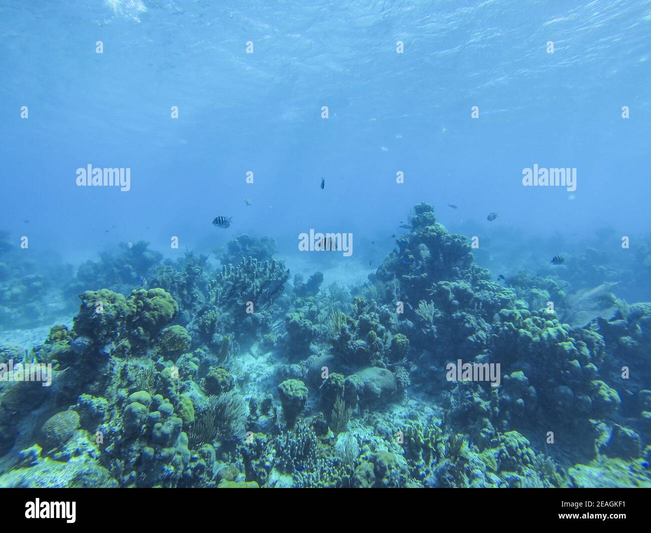 Underwater scenery of fish swimming by the reef Stock Photo - Alamy