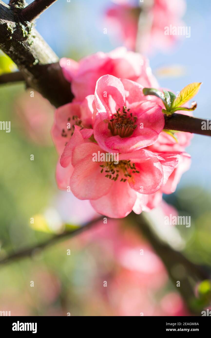 Tree bloom blossom beautiful flowers in spring season Stock Photo - Alamy