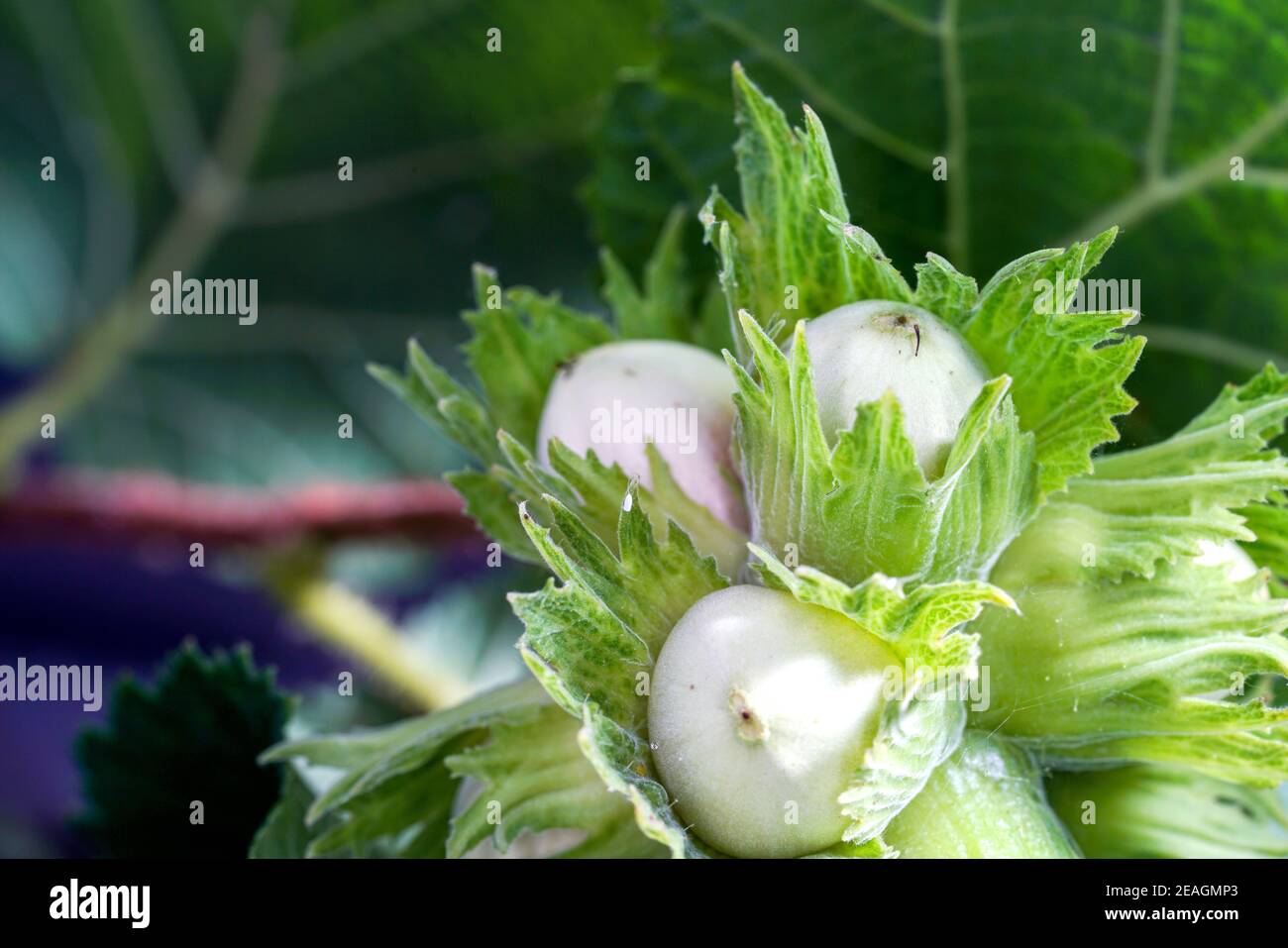 Common hazel nuts hazelnuts corylus hi-res stock photography and images ...