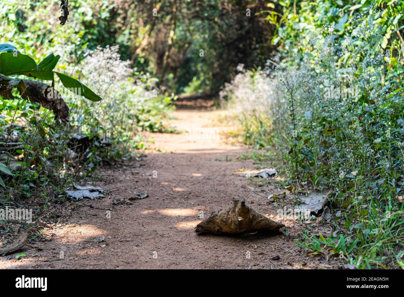 Dirt rural pathway going through a dense forest in the summertime Stock ...