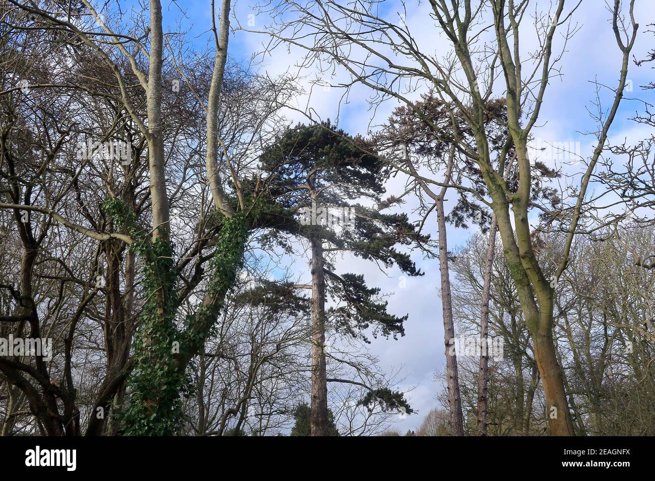 A woodland landscape with old trees and an evergreen pine Stock Photo ...